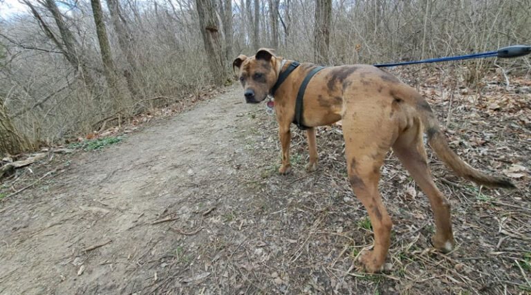 Top 15 Dog-Friendly Hiking Trails in the US - Pure Hiker